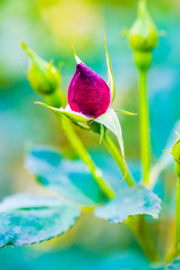 Midnight Blue Rose or Dark Red Rose in Garden Stock Image - Image of ...
