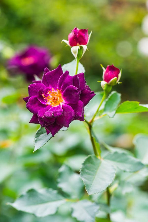Midnight Blue Rose or Dark Violet Rose in Garden Stock Photo - Image of ...