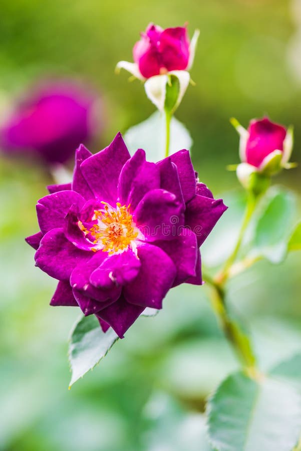 Midnight Blue Rose Or Dark Violet Rose In Garden Stock Photo - Image of ...