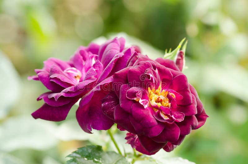 Midnight blue rose stock image. Image of gardenn, midnight - 94428229