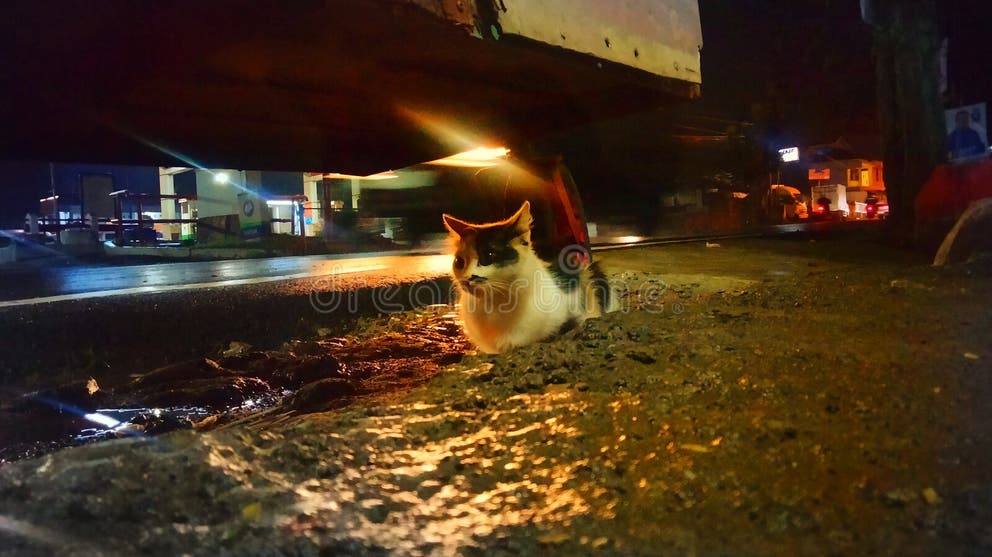 Midnight Cat on the Side of the Highway Stock Image - Image of side ...