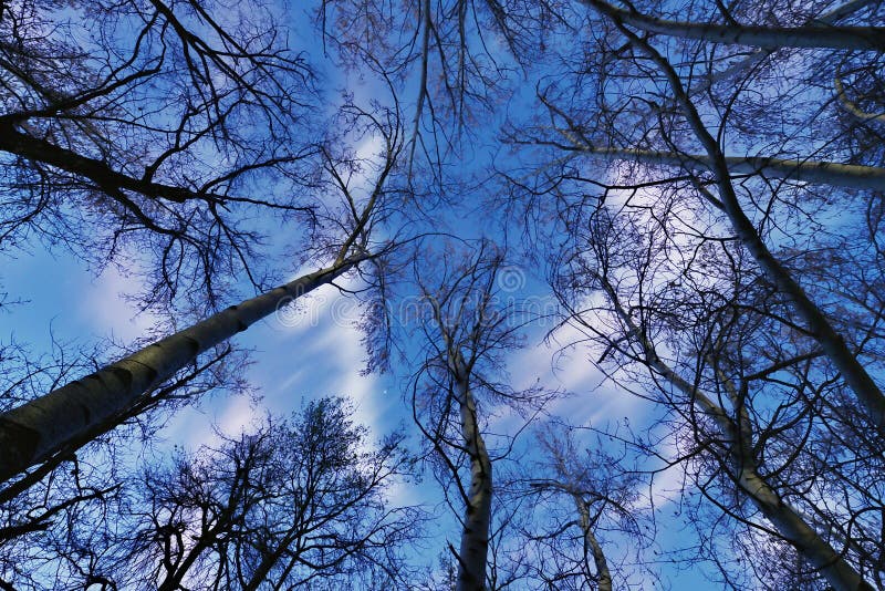 Midnight forest stock photo. Image of dark, branches - 46225736