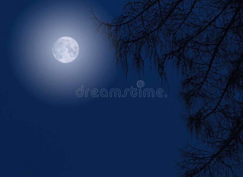 Spooky midnight moonlight stock photo. Image of branches - 8659418