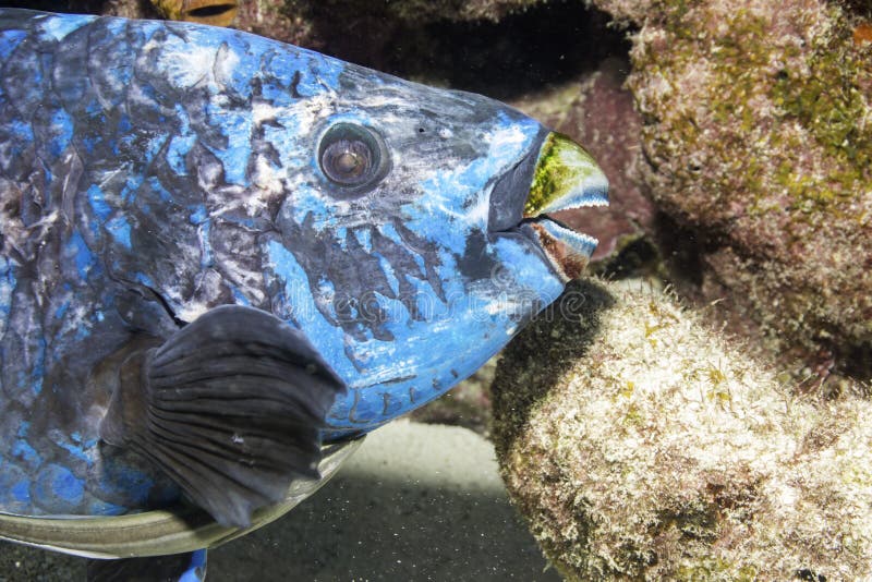 Midnight Parrotfish Stock Photos - Free & Royalty-Free Stock Photos ...