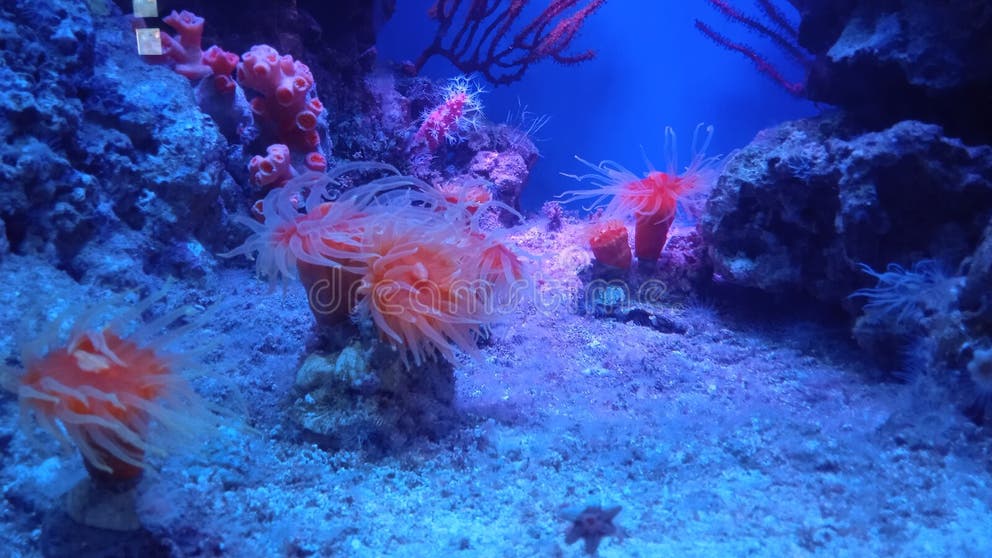 Midnight sea bottom stock photo. Image of fish, midnight - 241650350