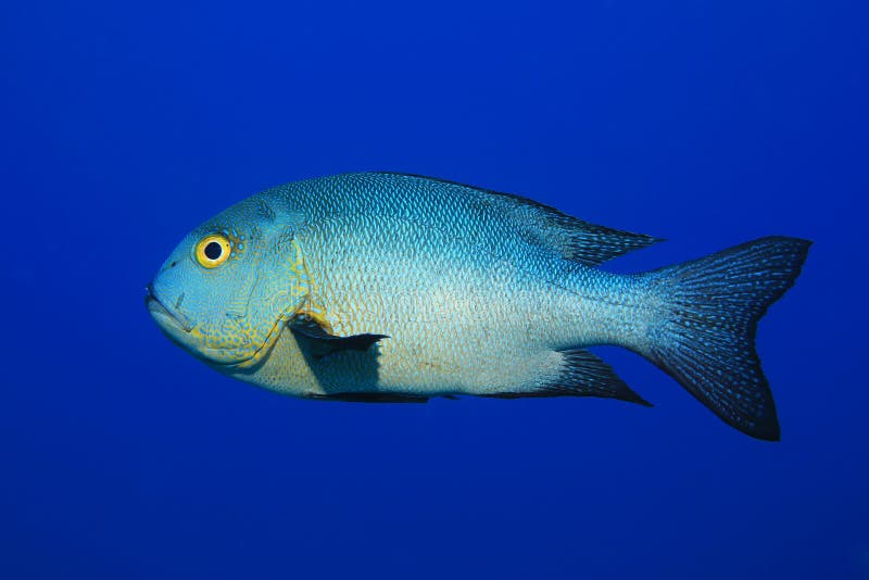 Midnight Snapper stock image. Image of fish, tropical - 20526709