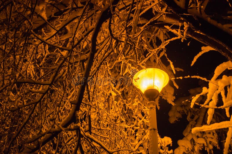 Midnight snow stock image. Image of trees, light, snow - 52346999