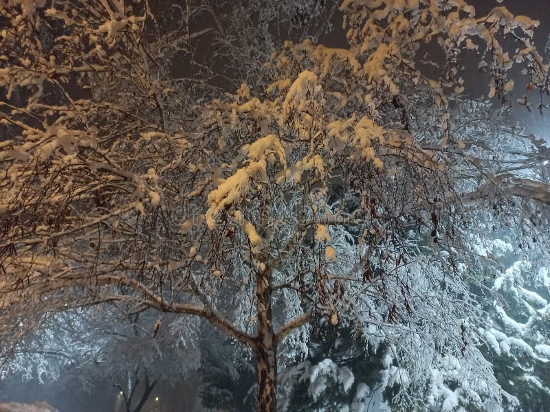 Midnight snowy Tree stock image. Image of night, flower - 242835579