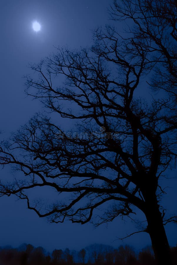 Midnight tree stock image. Image of tree, branch, night - 2373569