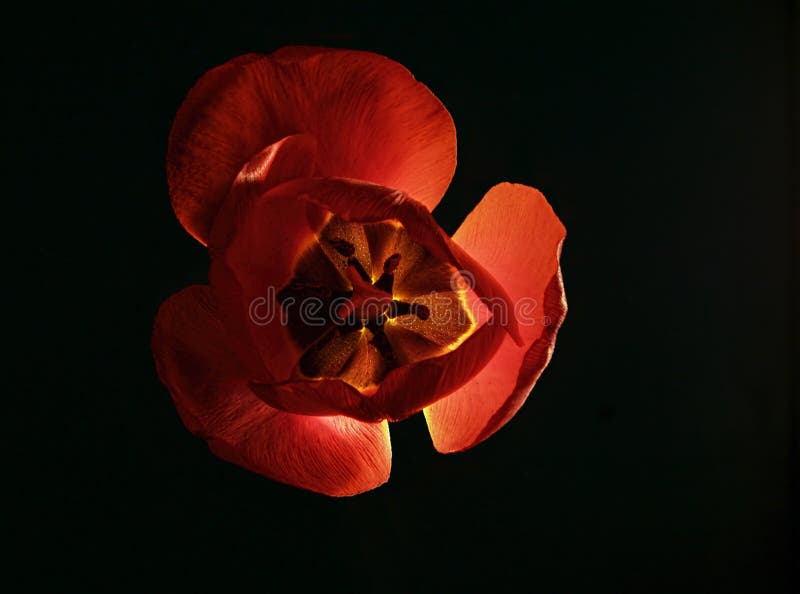 Midnight Tulip stock photo. Image of bloom, colorful - 86605990
