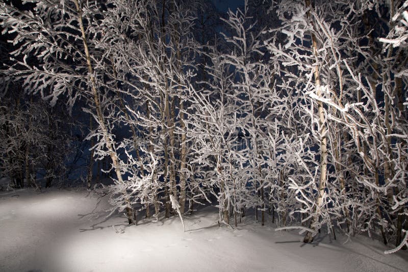 Midnight winter tree stock photo. Image of weather, temperature - 16315588