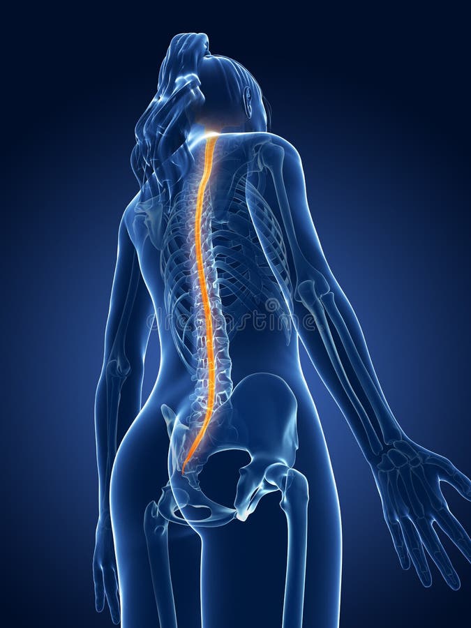 Midollo Spinale Evidenziato Illustrazione di Stock - Illustrazione di ...