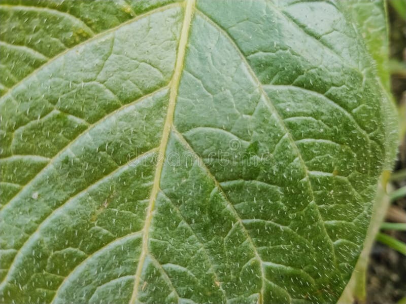 408 Midrib Veins Photos - Free & Royalty-Free Stock Photos from Dreamstime