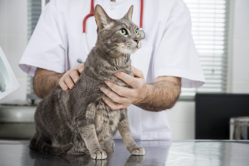 Midsection of Doctor Holding Cat at Table Stock Photo - Image of ...