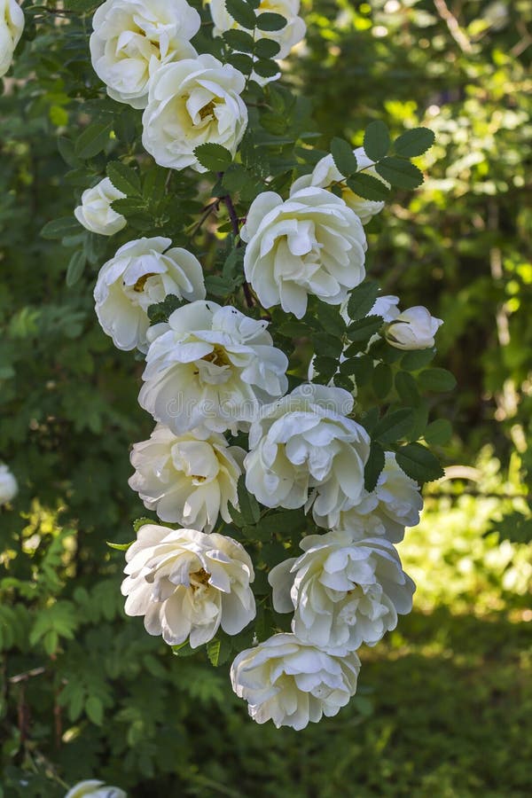 Midsummer roses stock photo. Image of leaves, background - 75678662