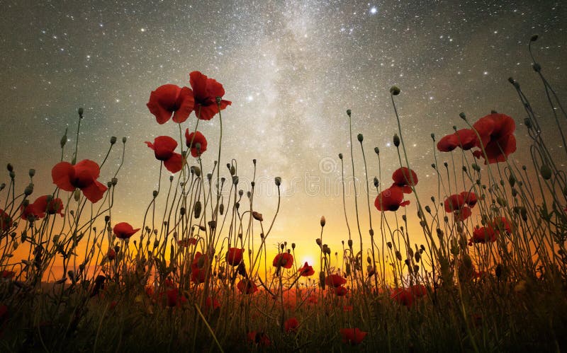 Poppy Flower Field At Night Stock Image - Image of focus, growing: 21165767