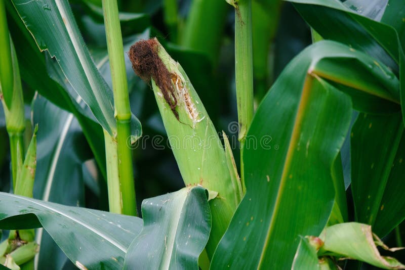 Midwest Corn Crop Closeup for Agriculture Stock Photo - Image of summer ...