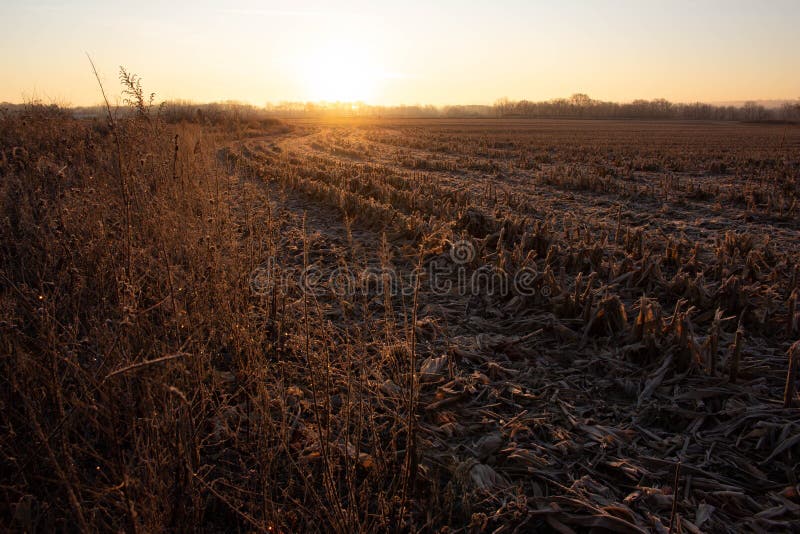 Midwest Corn Field in the Morning Stock Photo - Image of cold ...