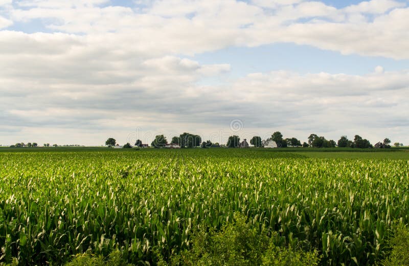 Midwest Cornfield in the Afternoon. Stock Photo - Image of concept ...