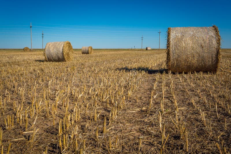 Midwest Corn stock image. Image of agriculture, corn, bright - 2648251