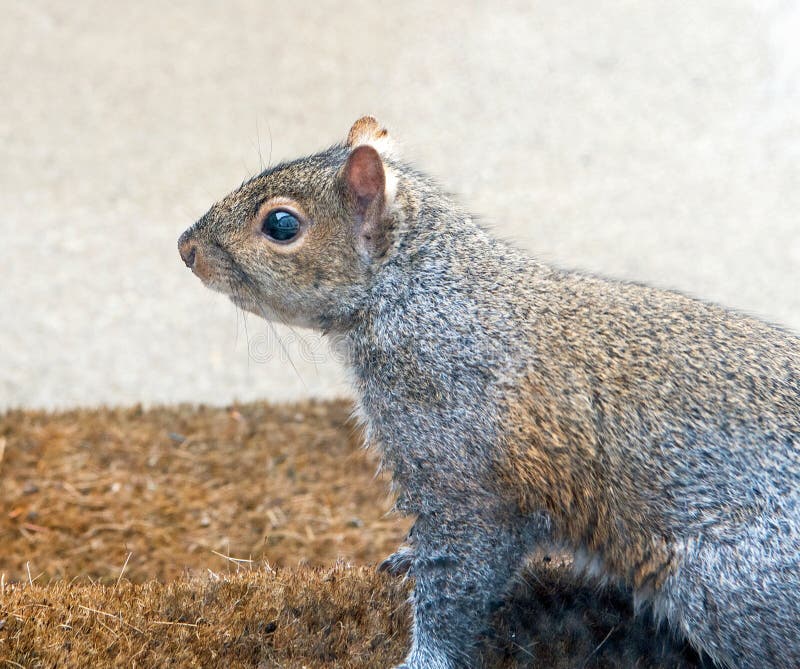 Midwest Gray Squirrel Portrait Stock Photo - Image of rodent, close ...
