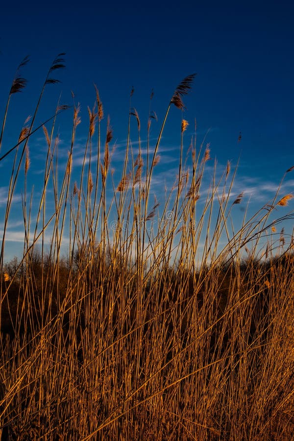 Midwest sky stock photo. Image of soil, morning, plant - 261443458