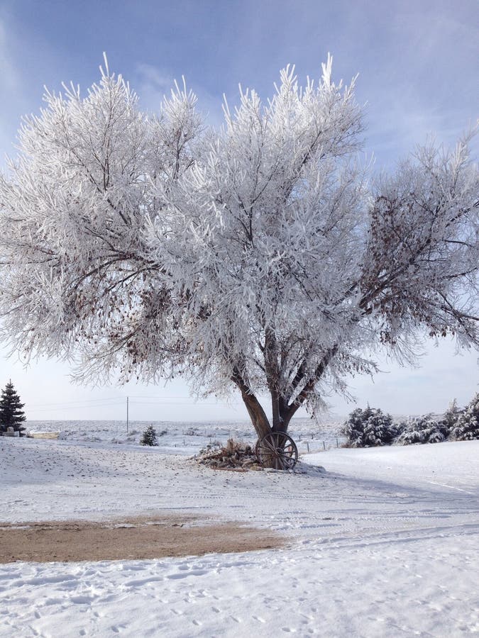 Midwest Snowy Winter stock photo. Image of snow, tree - 49092980