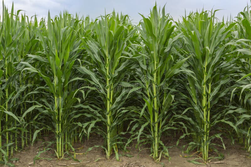 Corn field stock image. Image of flower, detail, agriculture - 1344849