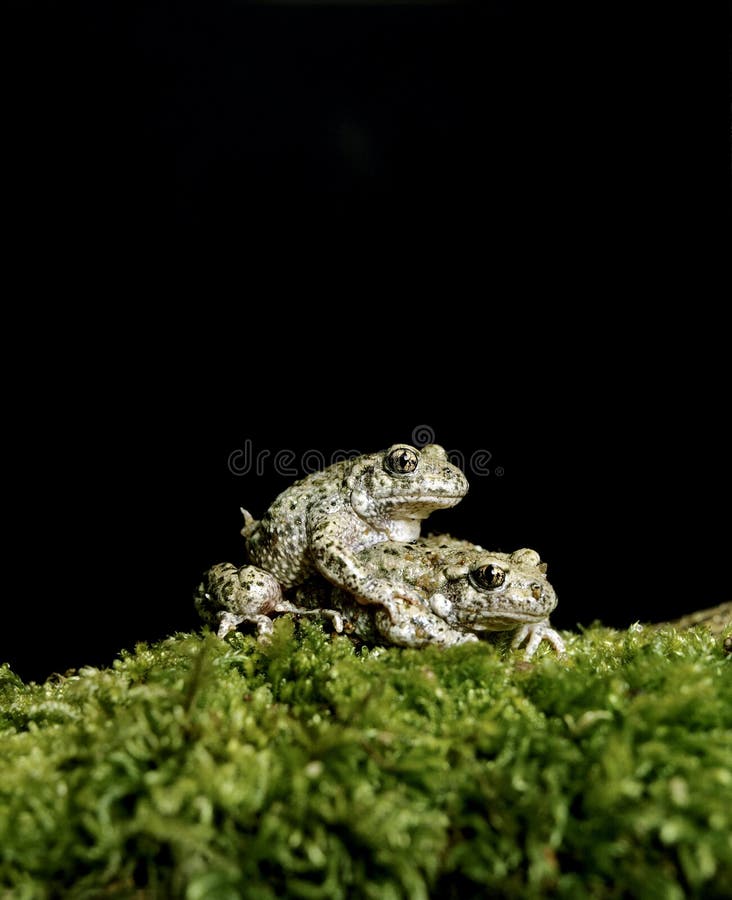 Midwife Toad, Alytes Obstetricans, Pair Mating Stock Image - Image of ...