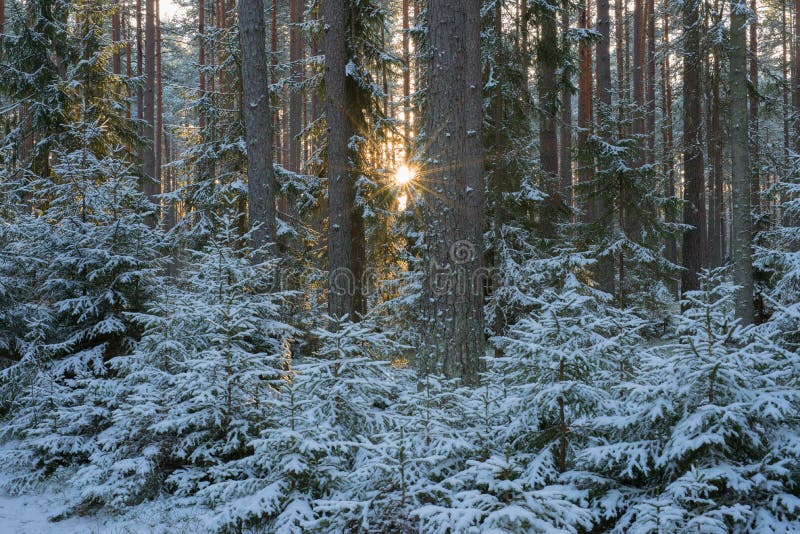 Midwinter sun stock photo. Image of countryside, colorful - 64337298