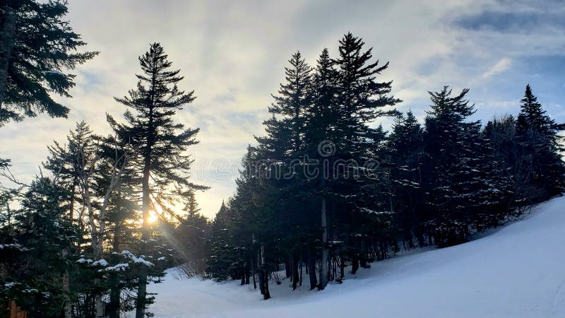 Midwinter Sunset Amid Pine Trees in Vermont Stock Image - Image of ...