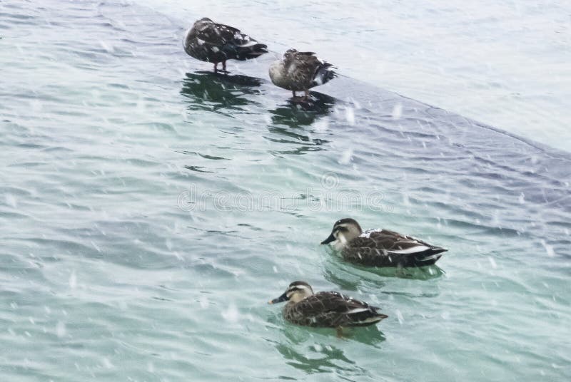 Midwinter Waterside and Duck Pattern Stock Image - Image of midwinter ...