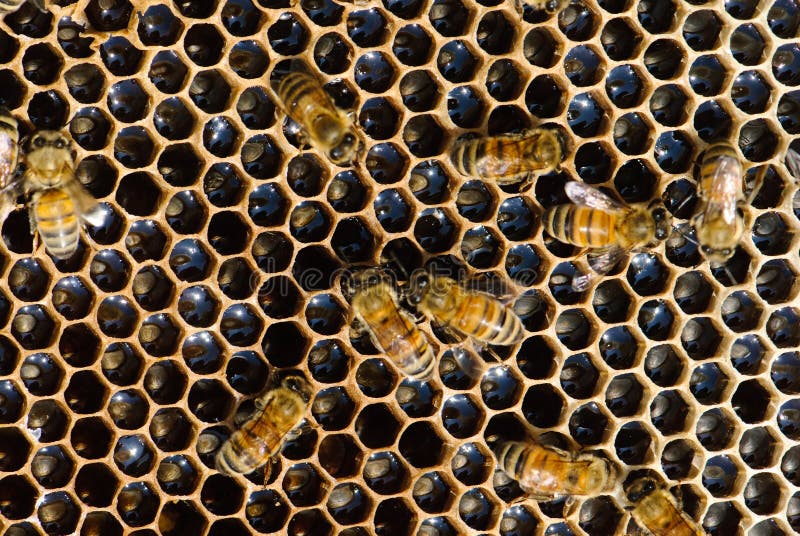 Miel pur normal image stock. Image du fleur, miel, ruche - 14123735