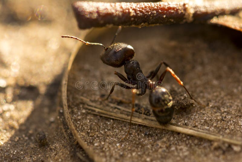 Mier stock foto. Image of mier, wild, insecten, adembenemend - 102803806
