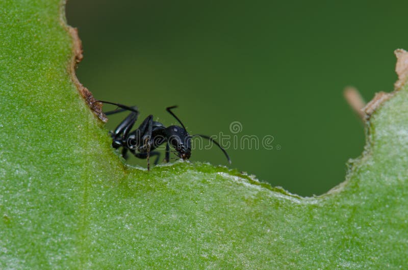 Mier stock foto. Image of fauna, bladeren, biodiversiteit - 108939476
