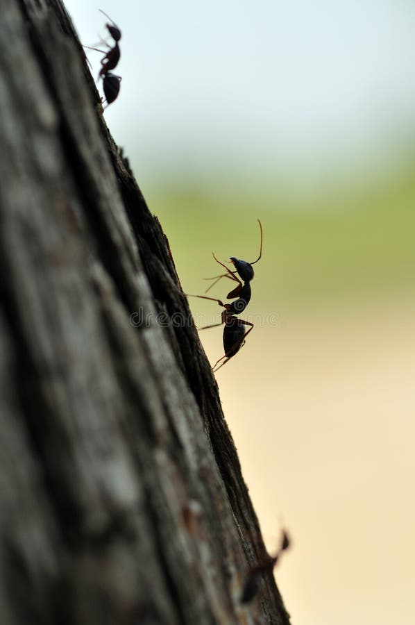 Kogelmieren in Amazonië stock foto. Image of hangen, macro - 32756238