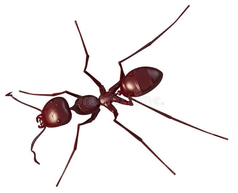 Mier stock illustratie. Illustration of drie, mier, macro - 12022143
