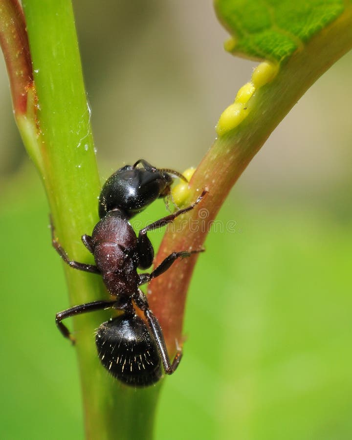 Mier stock foto. Image of bladluis, lente, groen, insect - 18090504