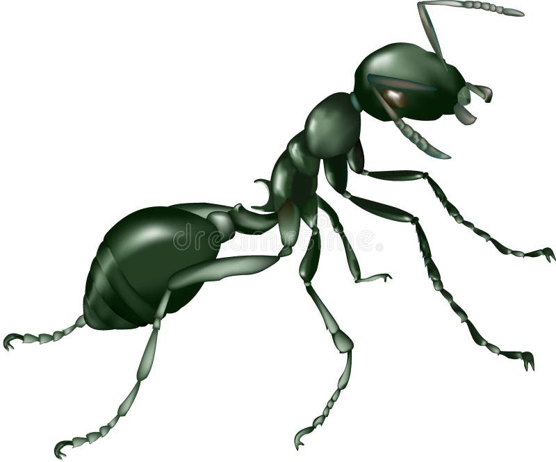 Miereneter vector illustratie. Illustration of bruin - 21122519