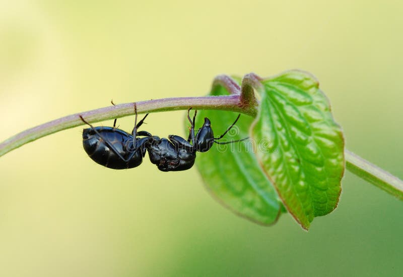 Mier stock afbeelding. Image of mier, hoofd, samenwerking - 3903375