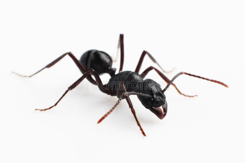 Mier stock foto. Image of piepklein, macro, ecologie, klein - 5243274
