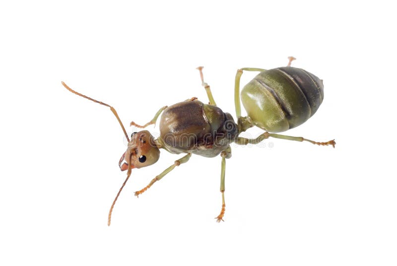 Mier stock foto. Image of geïsoleerd, dier, vitaliteit - 6105678