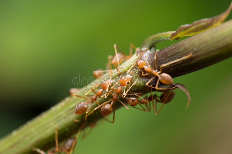 Mier stock foto. Image of macro, wereld, lopen, insect - 71573090