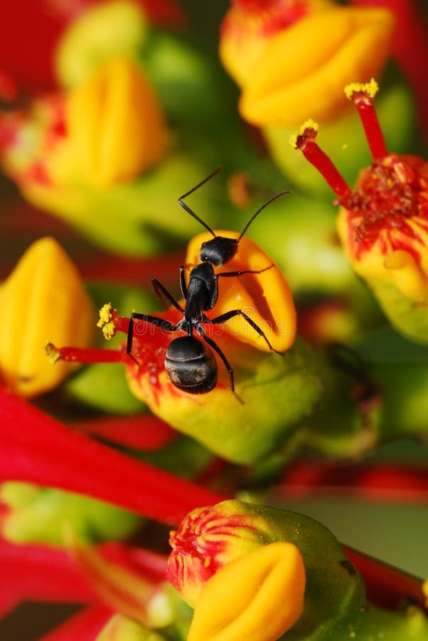 Mier stock afbeelding. Image of geel, macro, insect, installatie - 8354843