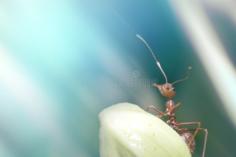 Mier in Aardclose-up, Dier in Wilde, Lichte Samenvatting Stock ...