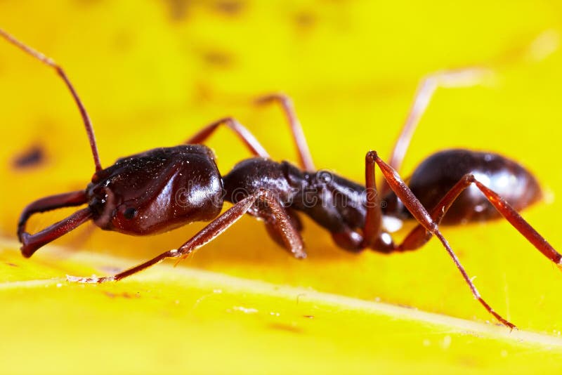 Reuzenmier legt eieren stock foto. Image of ogen, fauna - 28190202