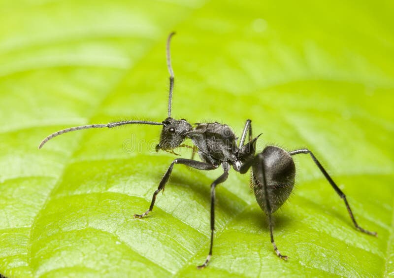 Zwarte Mier Op Een Groen Blad Stock Afbeelding - Image of openlucht ...