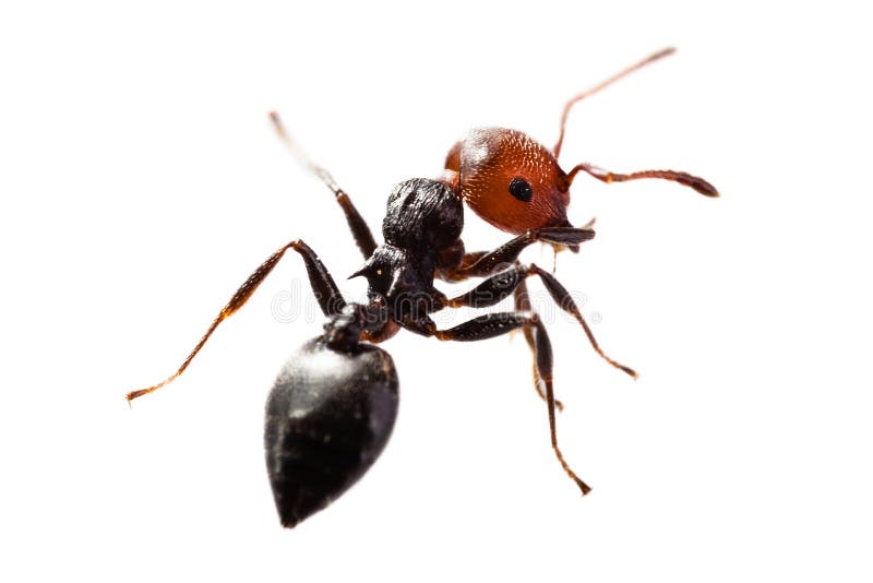 Grote rode mier. stock afbeelding. Image of nesten, bijten - 13701525