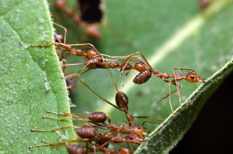 Weaver Ants of Groene Mieren (Oecophylla-smaragdina) Stock Afbeelding ...