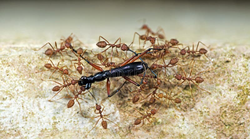 Mier, Rode mier stock afbeelding. Image of activiteit - 88973921